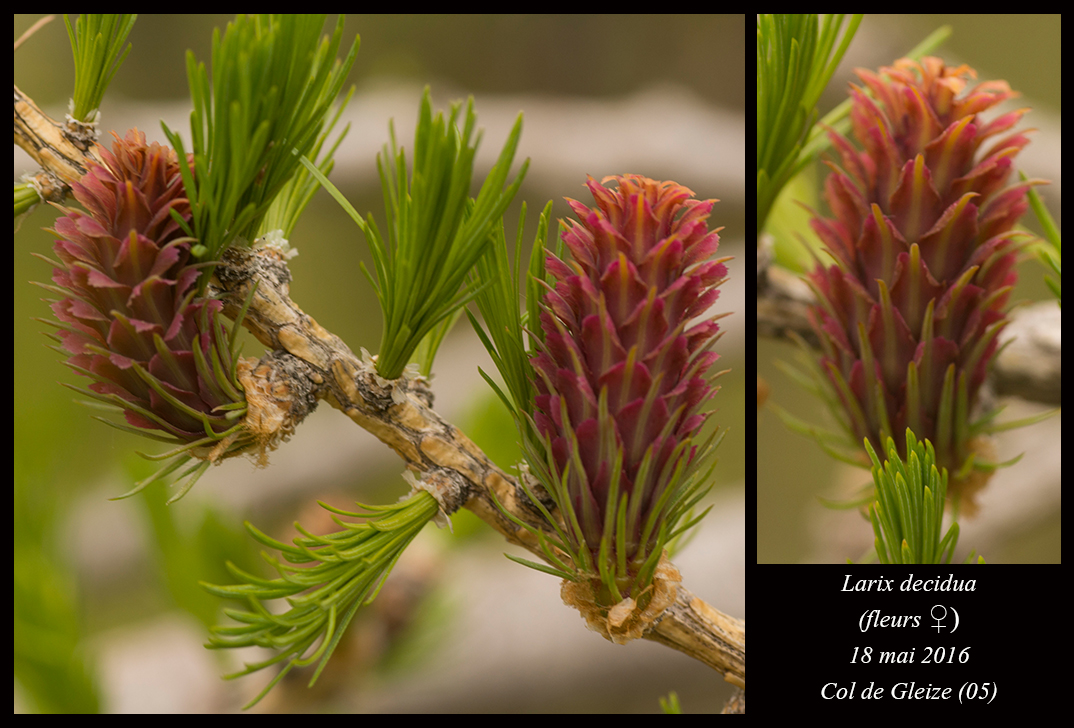 Larix decidua